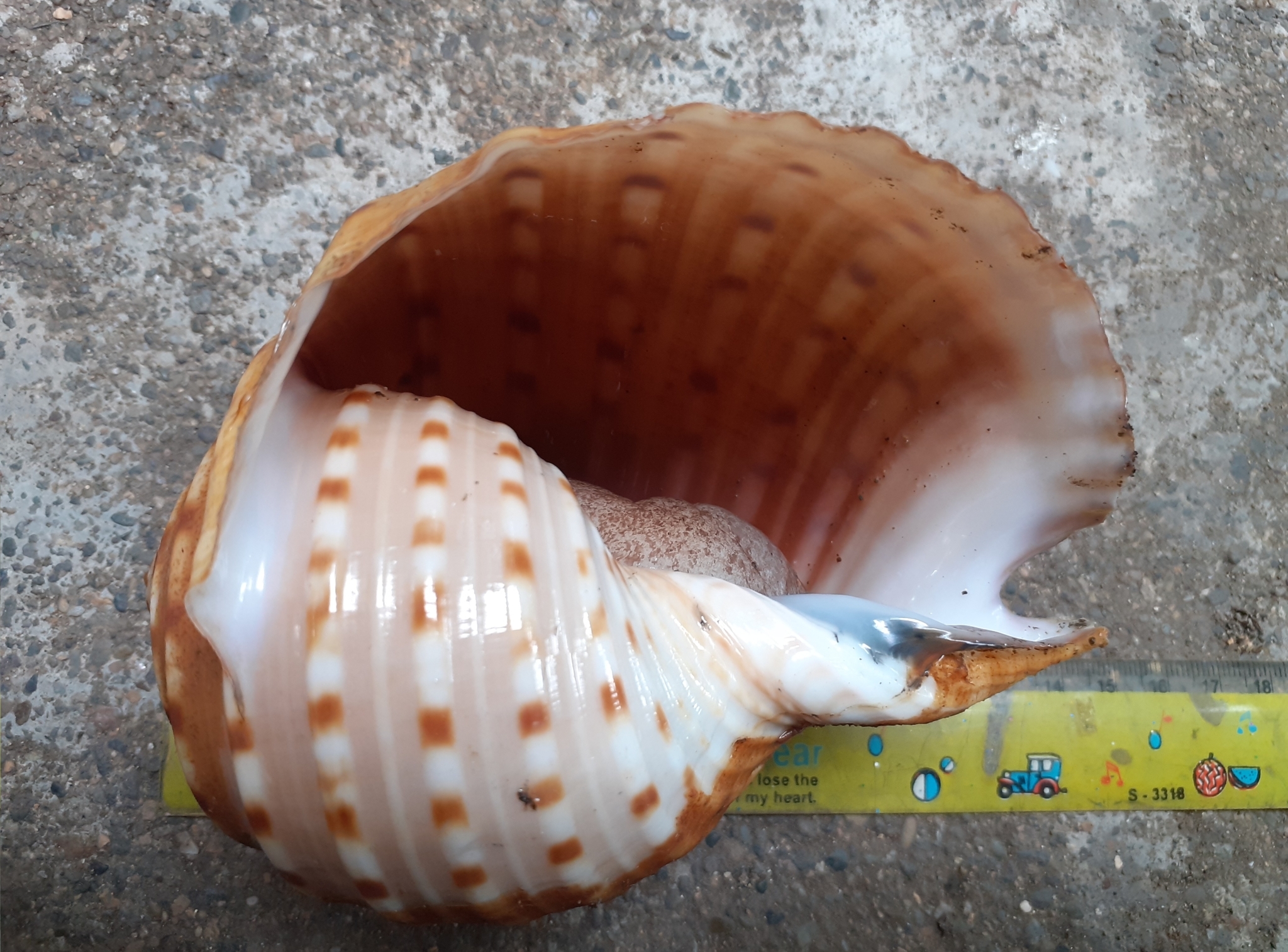 Tonna dolium (Linnaeus, 1758)