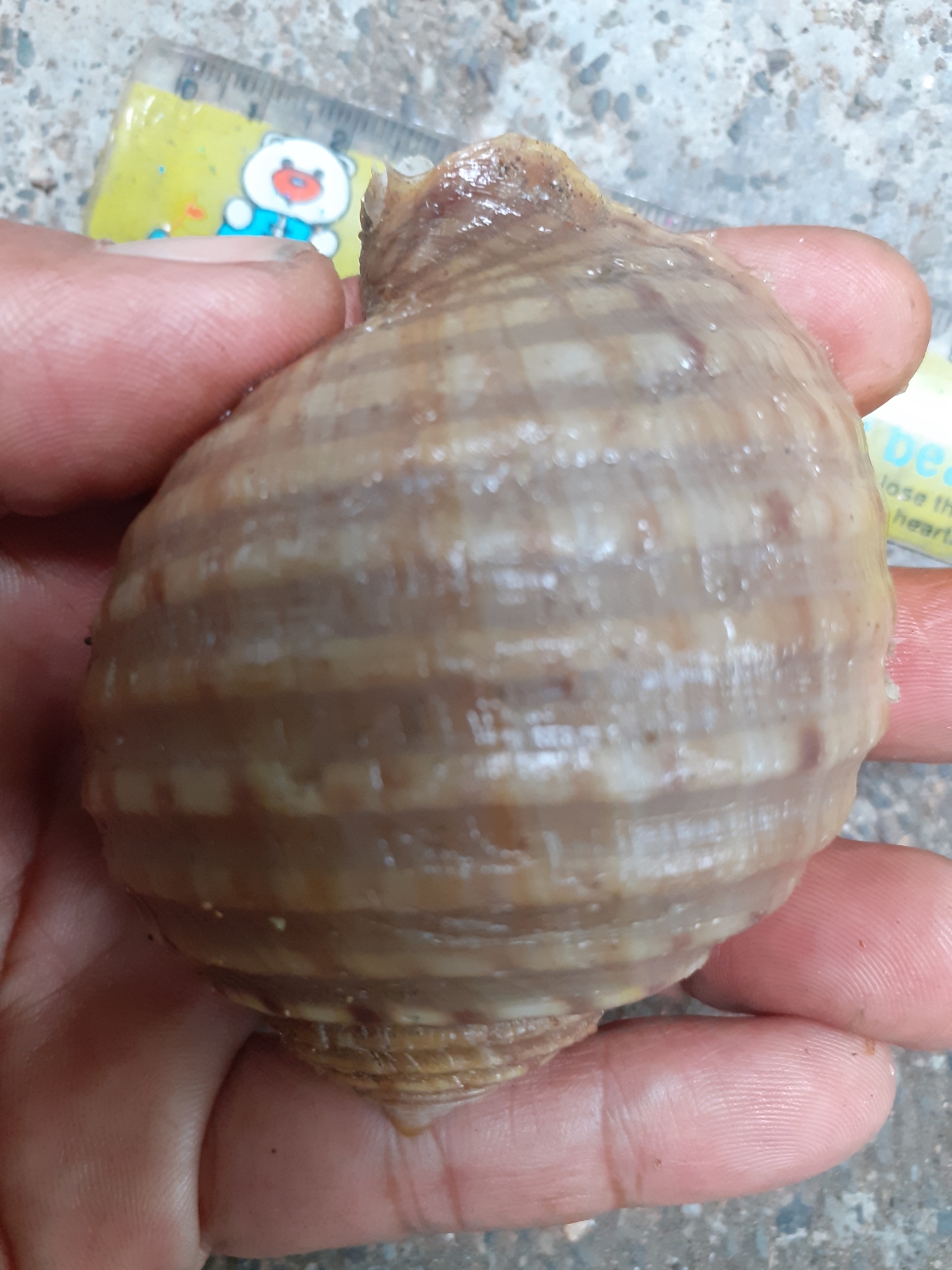 Tonna dolium (Linnaeus, 1758)