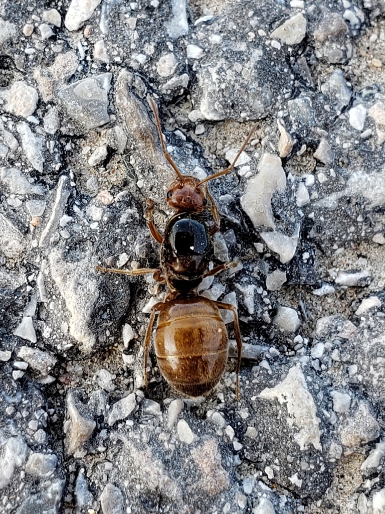 Kennedy’s honeypot ant from Clark County Wetlands Park, Henderson, NV ...