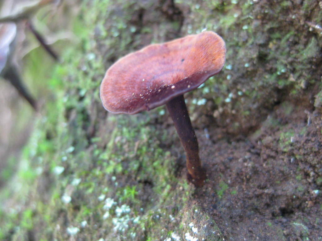 Shiny cinnamon polypore from Subang, Subang Regency, West Java ...