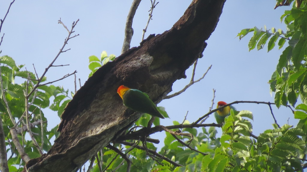 Large Fig-Parrot (Yellow-naped) (Psittaculirostris desmarestii godmani ...