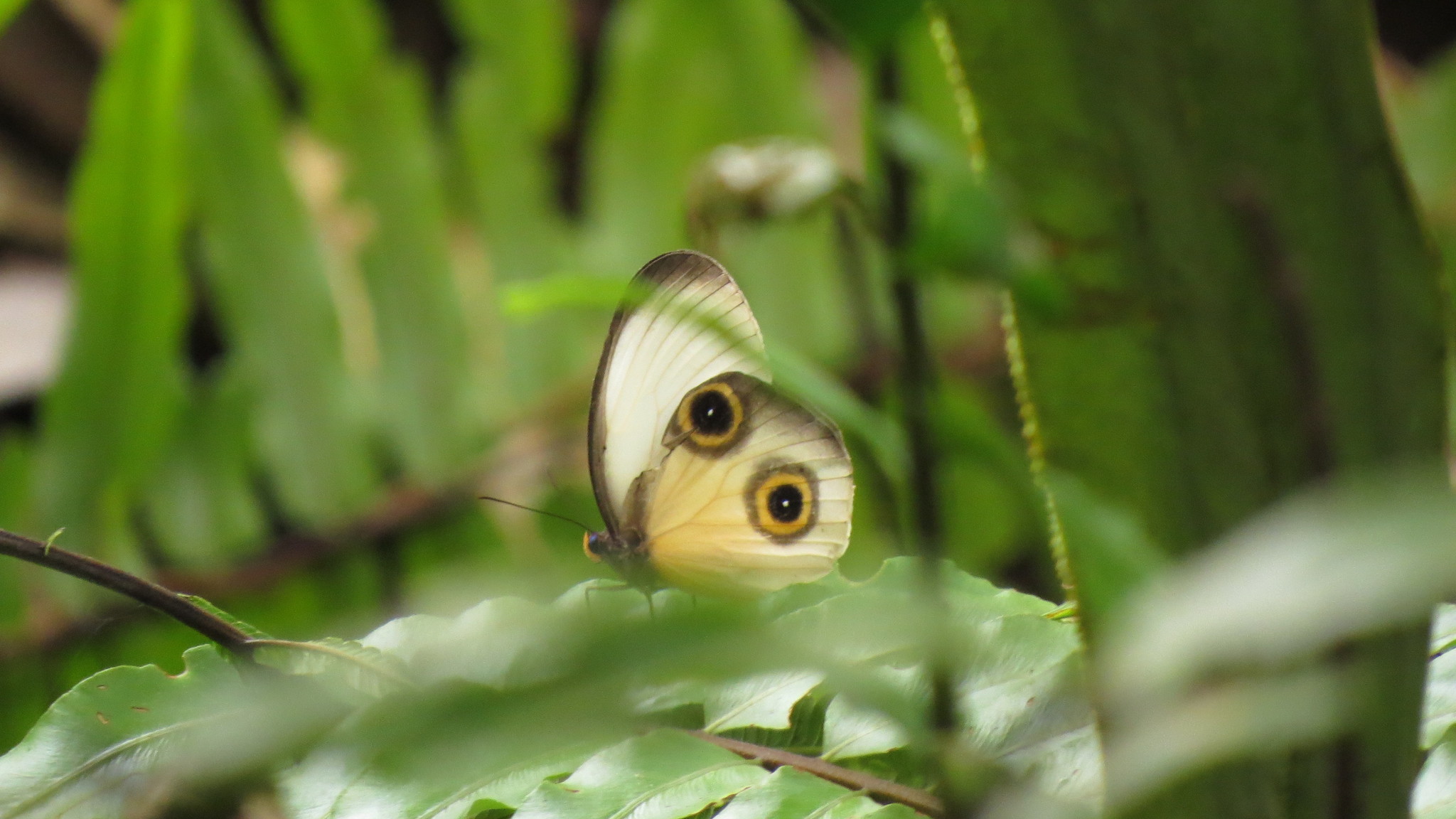 Taenaris catops Westwood