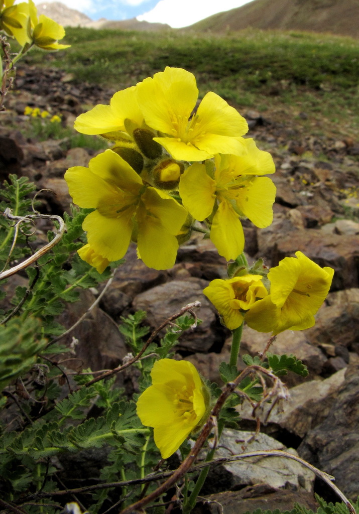 Biebersteinia Family (Biebersteiniaceae) - Botanical Realm