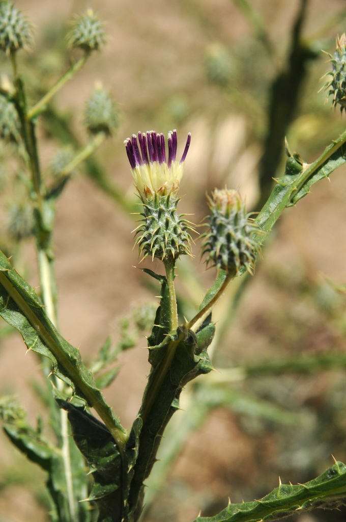 (Cousinia alata) - Botanical Realm