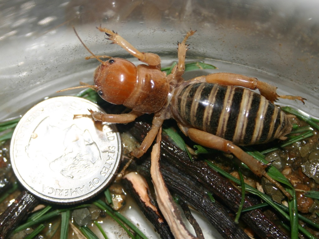 Jerusalem Crickets (Genus Stenopelmatus) (Black Mountain Nature: Bugs ...