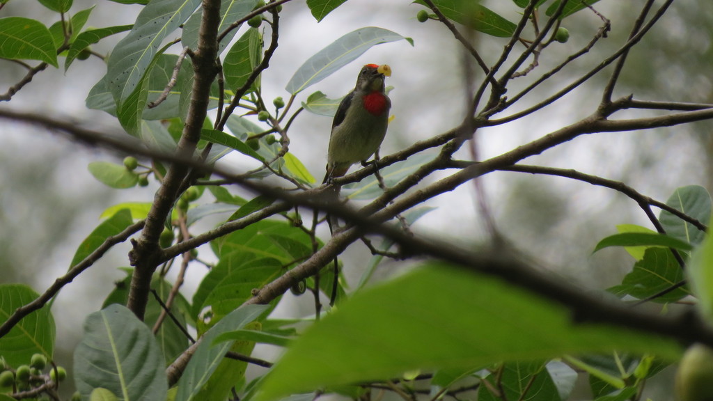 Red-capped Flowerpecker from Mimika Timur Jauh, Mimika Regency, Papua ...