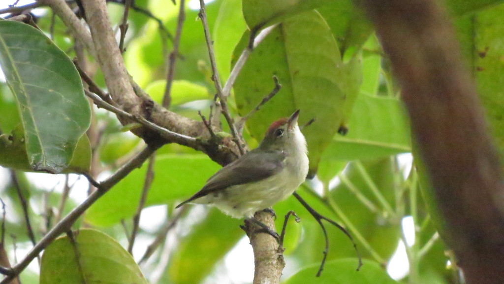 Red-capped Flowerpecker from Mimika Timur Jauh, Mimika Regency, Papua ...