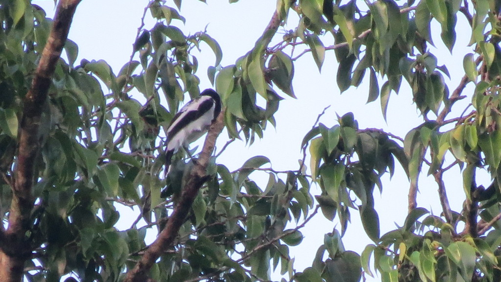 Hooded Butcherbird from Kuala Kencana, Mimika Regency, Papua, Indonesia ...