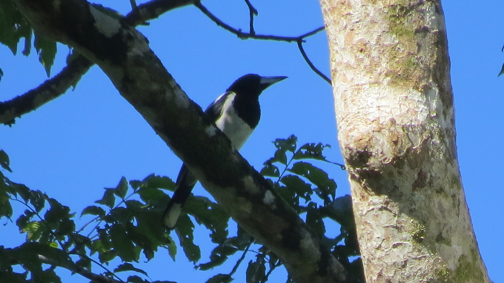 Hooded Butcherbird from Kuala Kencana, Mimika Regency, Papua, Indonesia ...