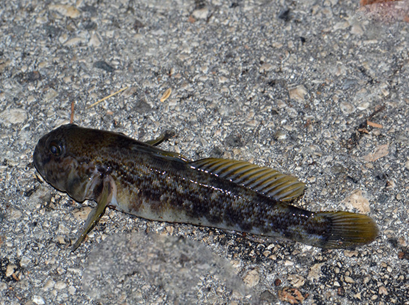Round Goby from Доњи Милановац, Србија on September 19, 2011 at 06:25 ...