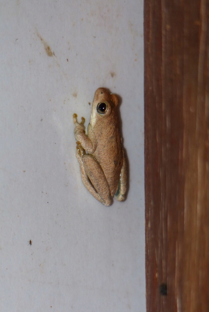 Common Reed Frog from Uganda on November 3, 2013 at 05:43 PM by Antonio ...