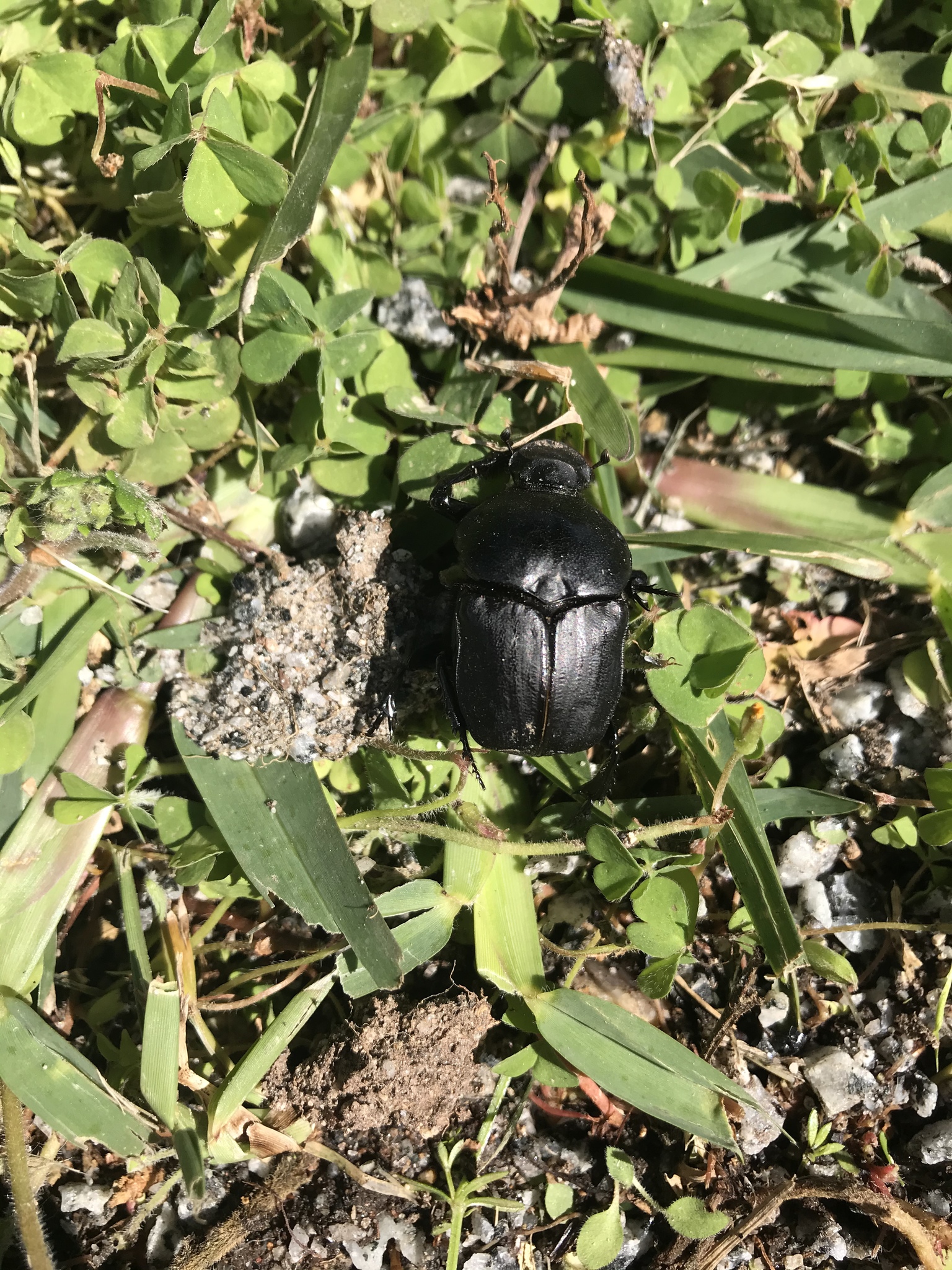 Onitis belial Fabricius, 1798