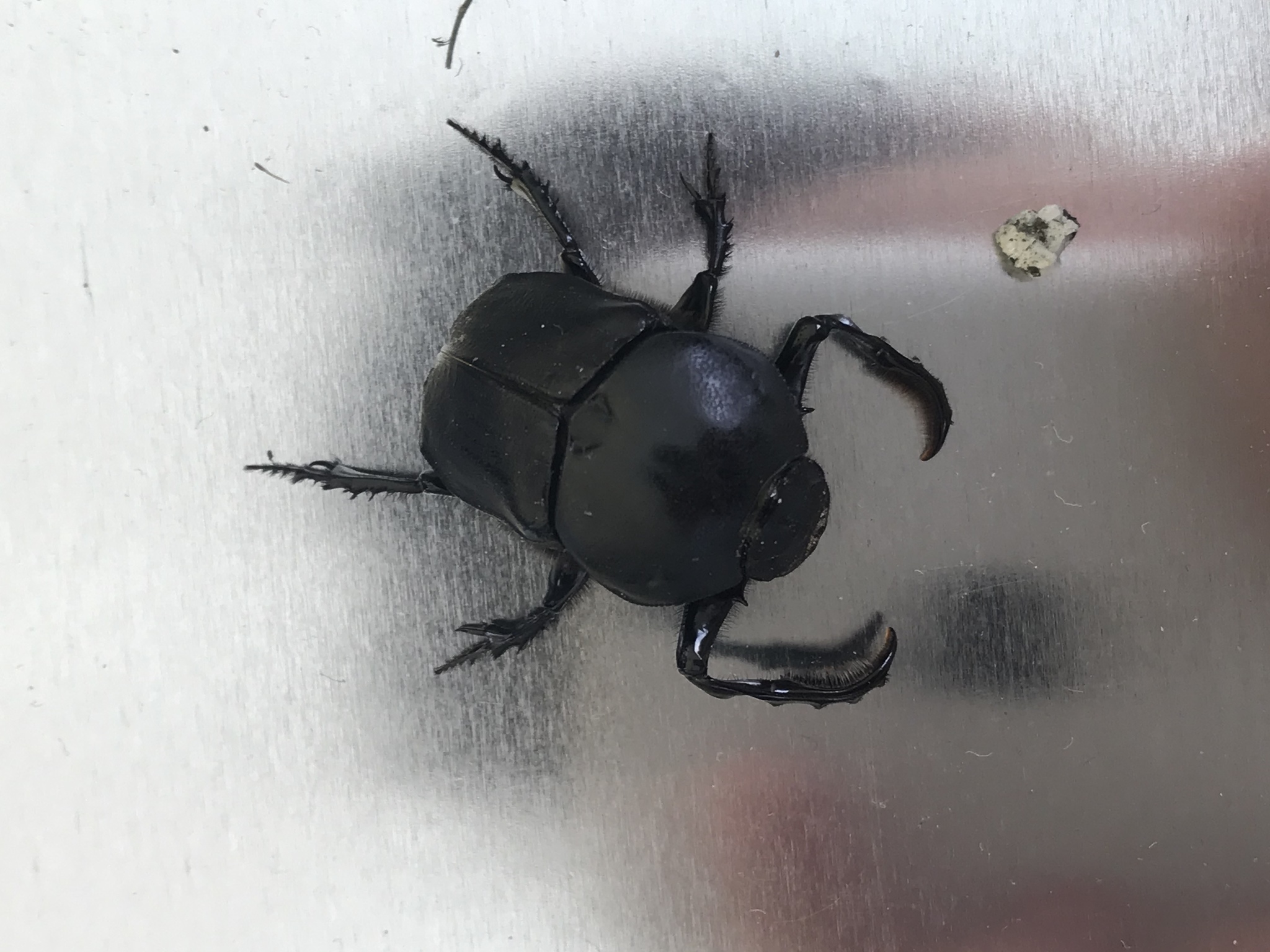 Onitis belial Fabricius, 1798