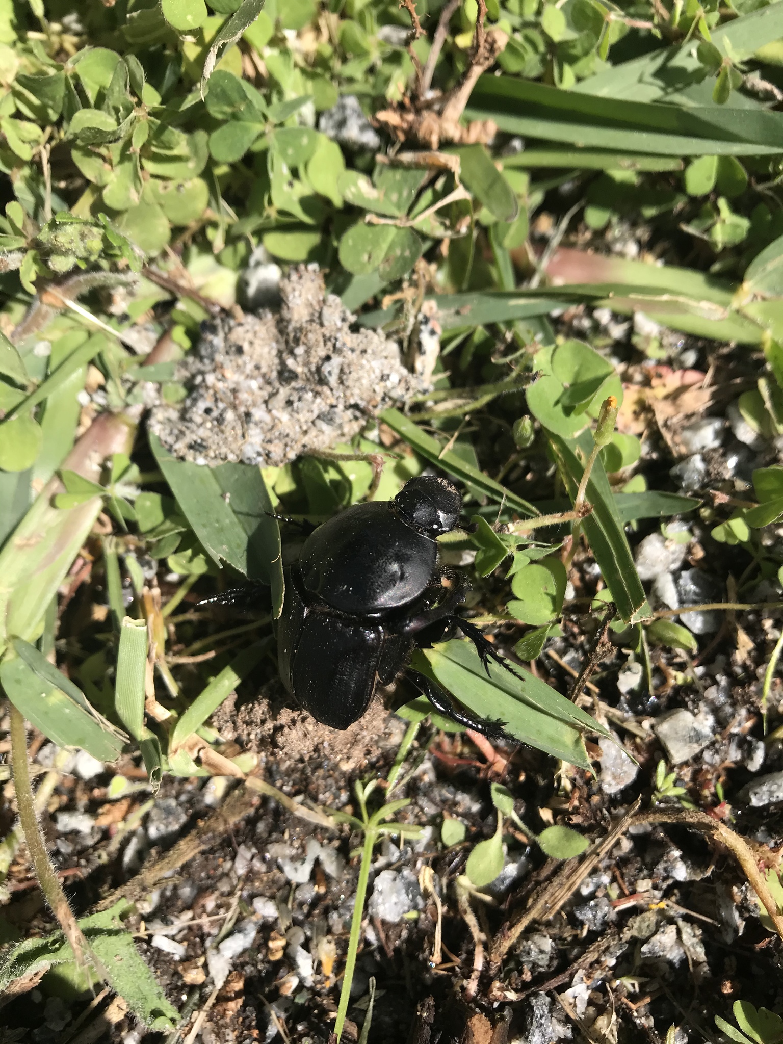 Onitis belial Fabricius, 1798