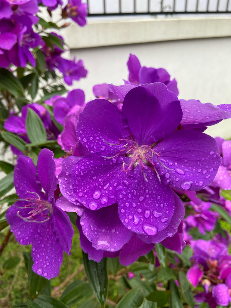 glory bushes and allies from Mosman on April 02, 2020 at 04:43 AM by ...
