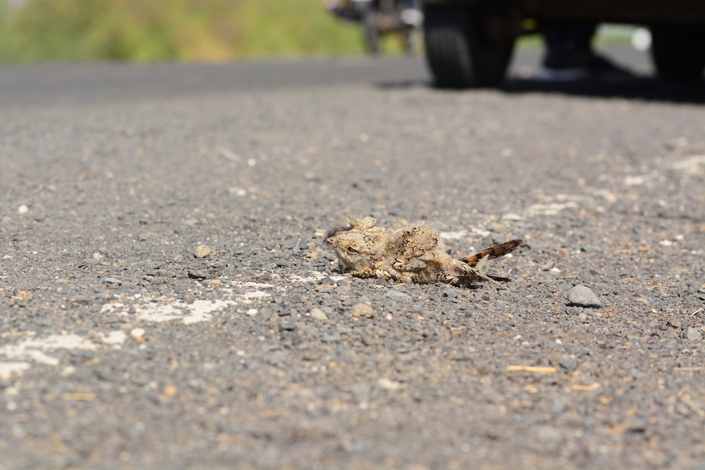 Savanna Nightjar from Bhavnagar - Pipali Hwy, Dholera, Gujarat, India ...