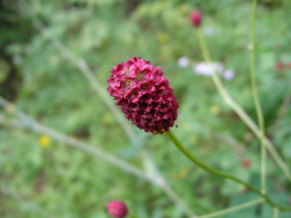 burnets (Sanguisorba) - Botanical Realm