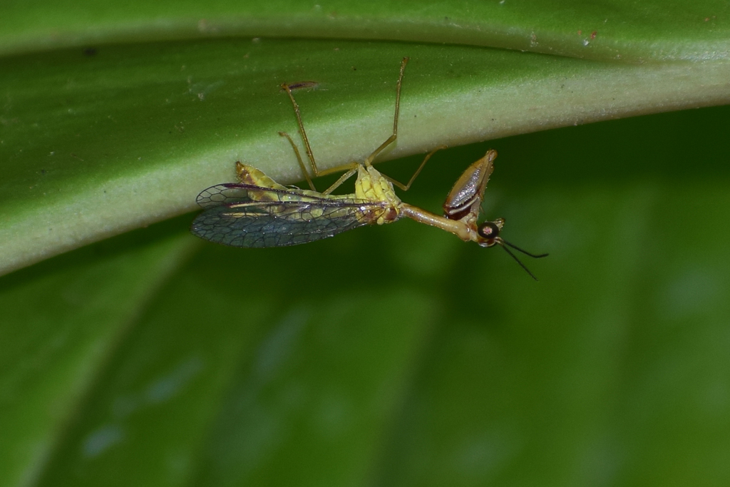 Mantidflies from Kurunegala, Sri Lanka on March 31, 2020 at 08:55 PM by ...
