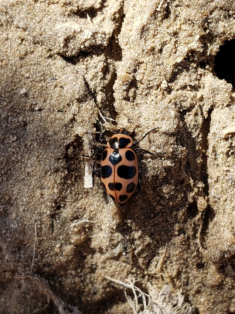 Spotted Pink Lady Beetle from Clark County Wetlands Park, Henderson, NV ...