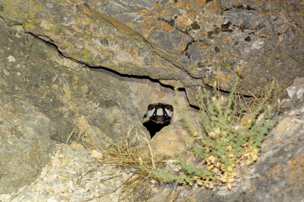 Western Spotted Skunk in September 2018 by jdanielson. The spotted ...