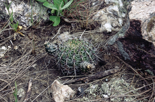 Subspecies Lobivia aurea aurea · iNaturalist