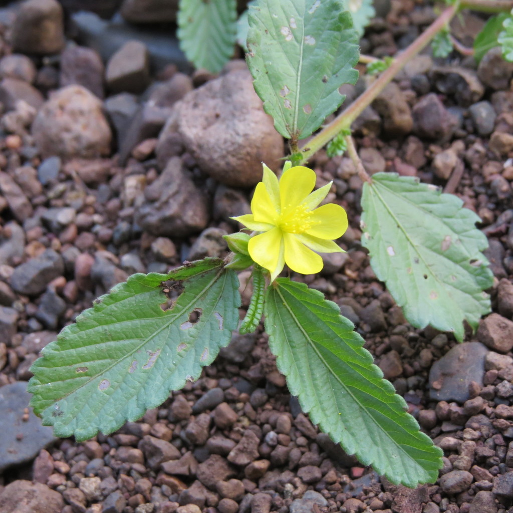 Bushveld Gusha from Eswatini on March 30, 2020 at 02:14 PM by Phil ...