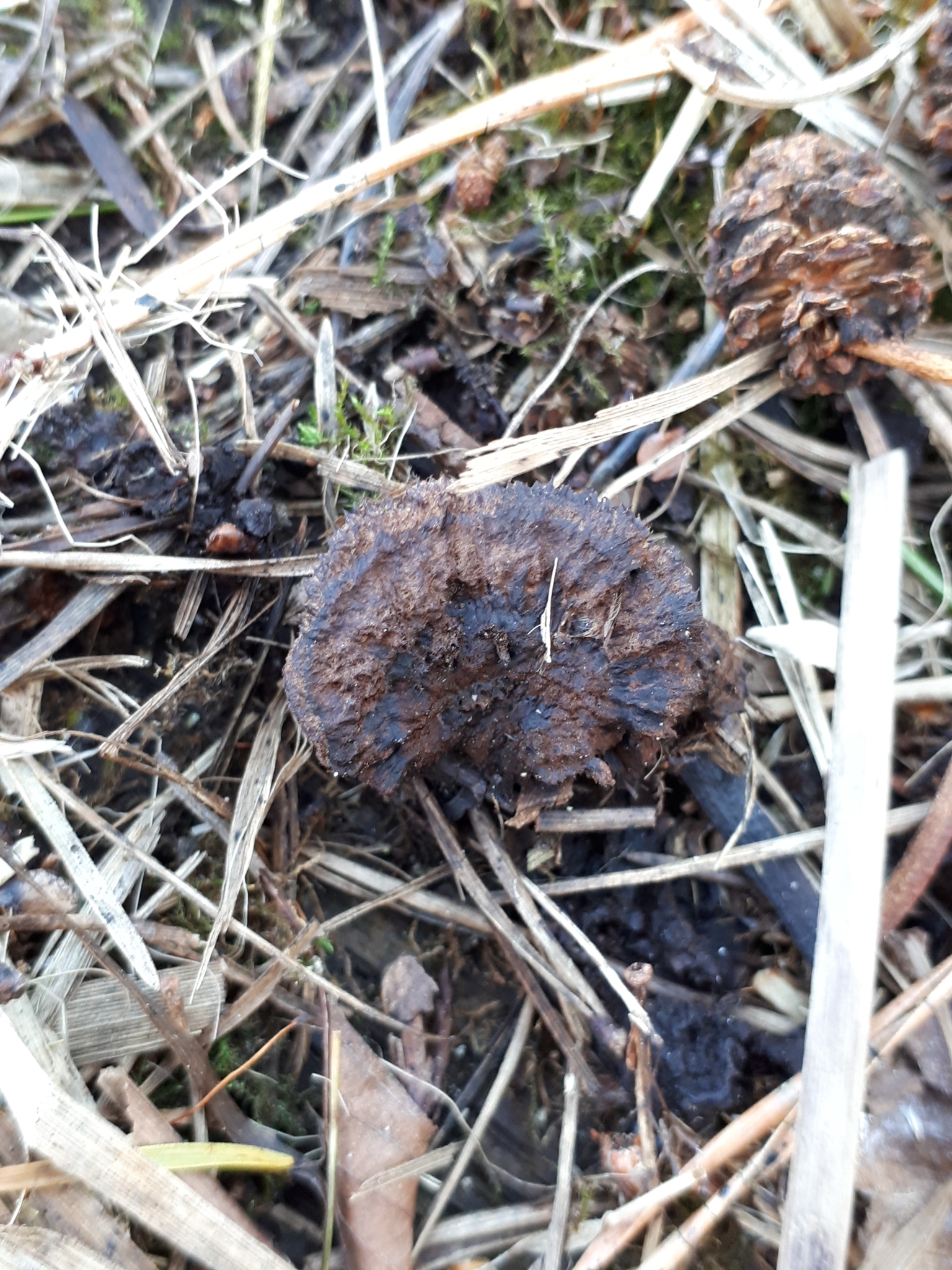 Gloeophyllum abietinum (Bull.) P.Karst.