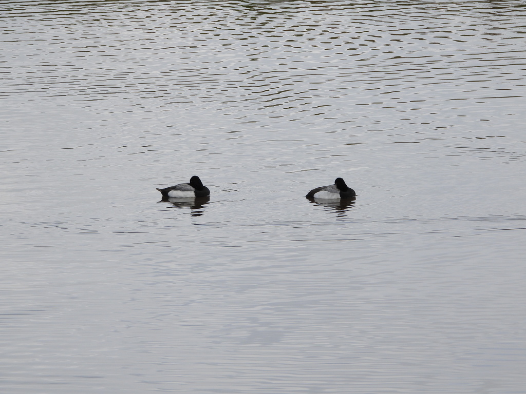 Lesser Scaup from Serpentine Fen Bird Sanctuary, Surrey, BC, CA on ...