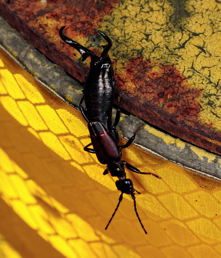 Cordax claviger from 中国广东省韶关市乳源瑶族自治县老蓬一队 邮政编码: 512727 on May 2, 2026 at ...