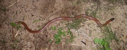 Hooded Snake (Parasuta monachus) · iNaturalist