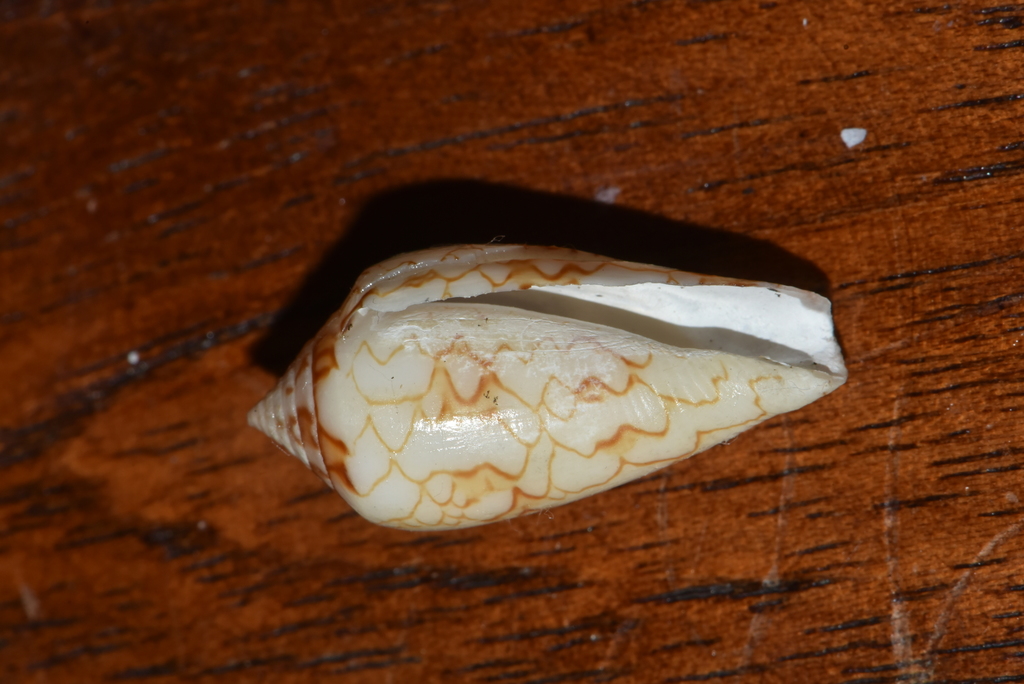 Conus from Saint-Pierre, RE-PR, RE on March 22, 2020 at 12:39 PM by ...
