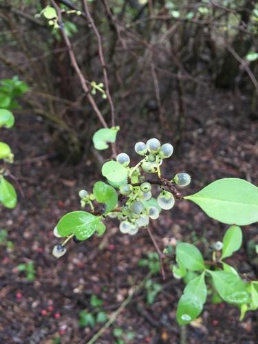 Variety Achatocarpus praecox praecox · iNaturalist