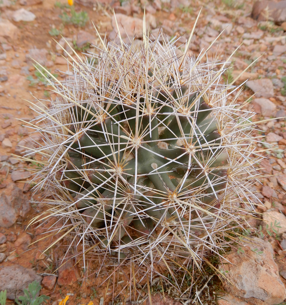 Stout Needle Mulee in March 2020 by ellen hildebrandt · iNaturalist