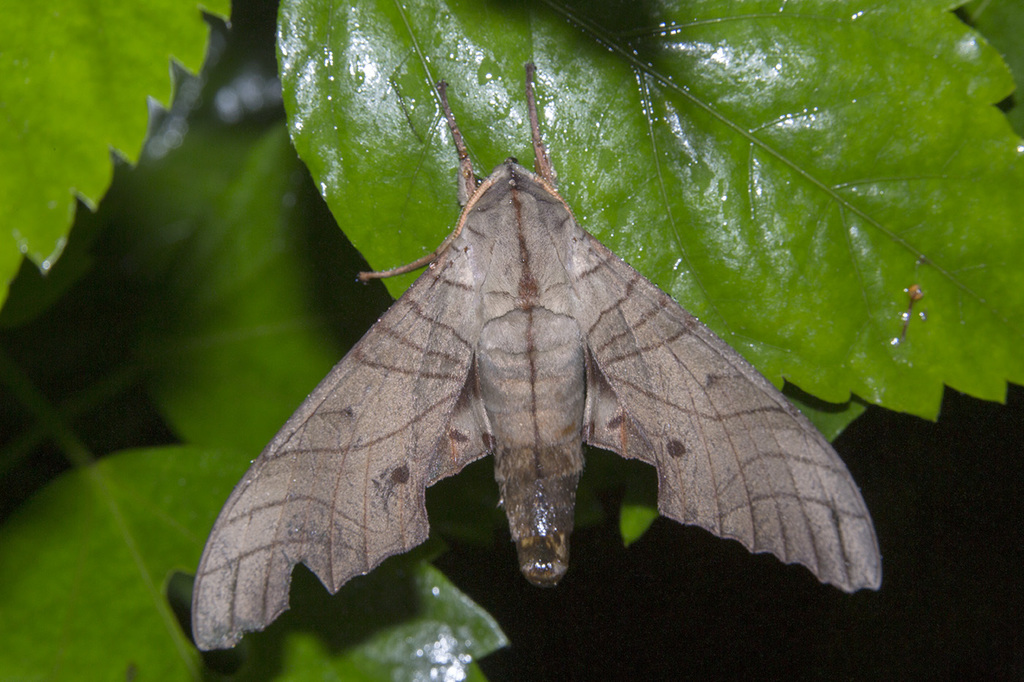 Marumba sperchius from Fraser's Hill, Pahang, Malaysia on March 2, 2017 ...