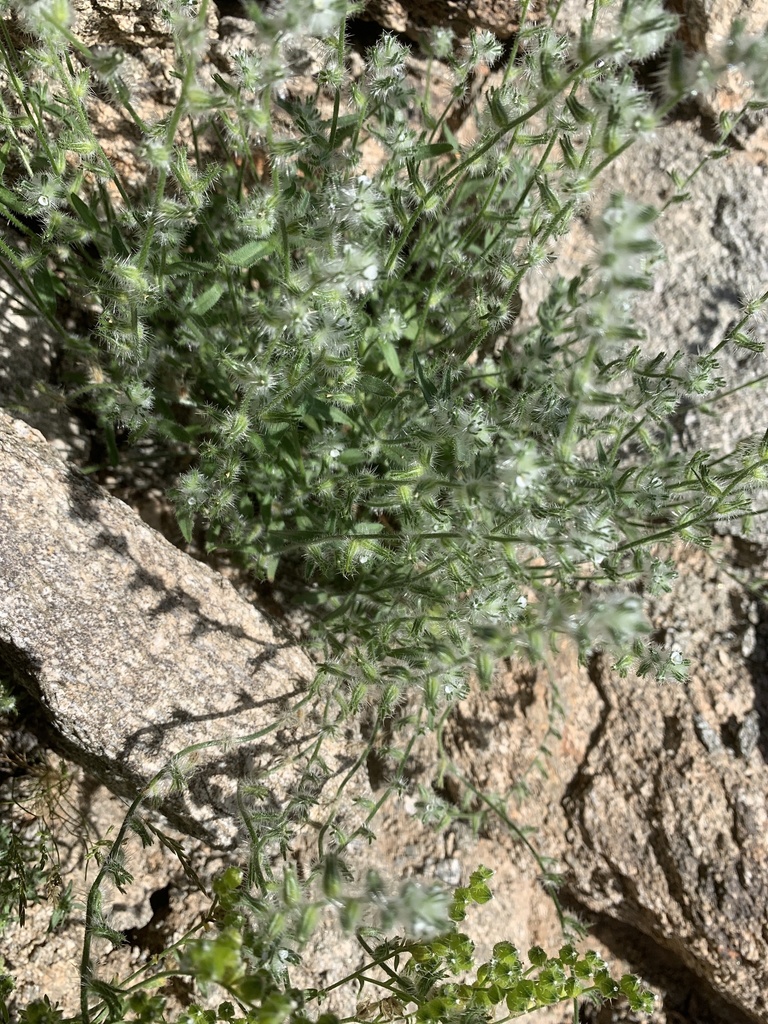 bearded cryptantha from E Dobbins Rd, Phoenix, AZ, US on April 02, 2020 ...
