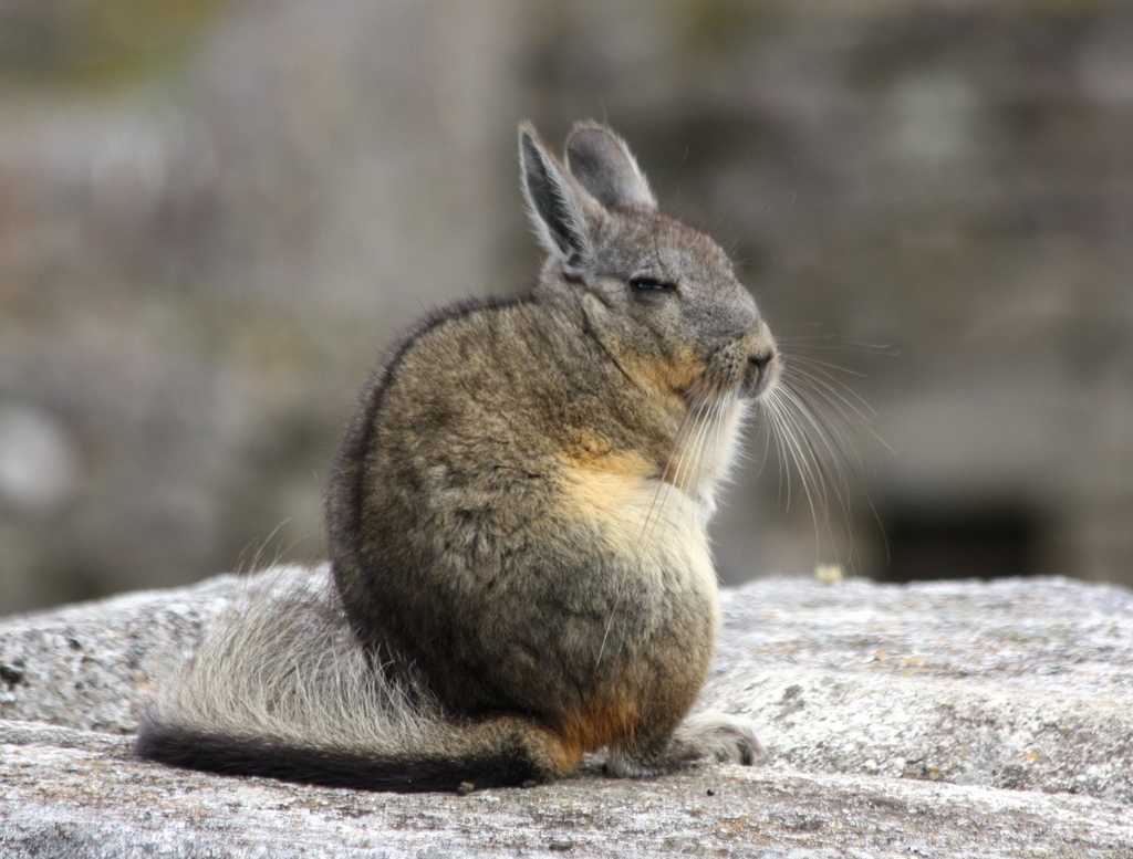 Mountain Viscacha (Lagidium viscacia) - Know Your Mammals