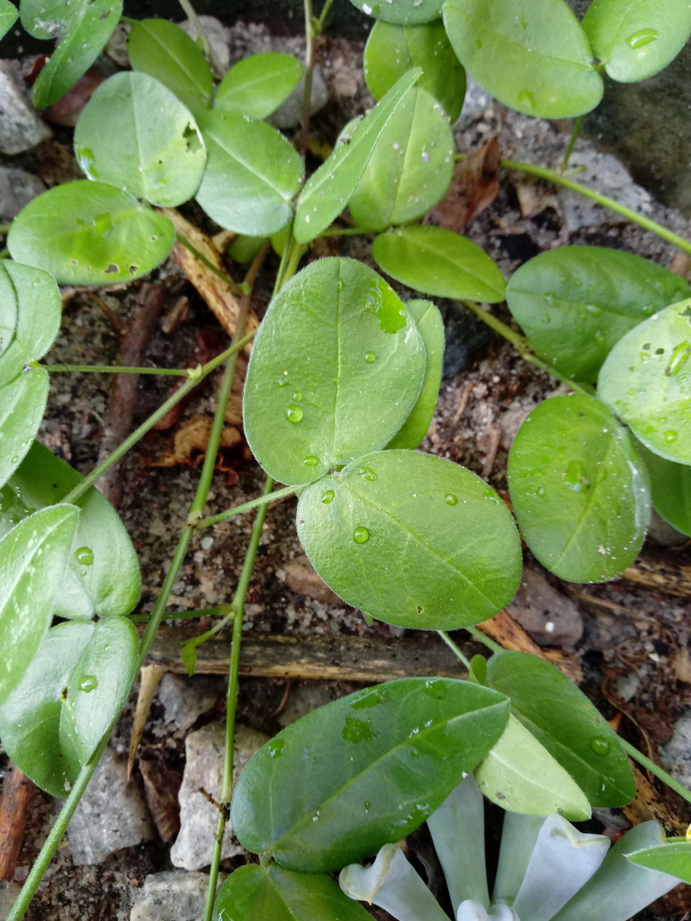 (Zornia latifolia) - Botanical Realm