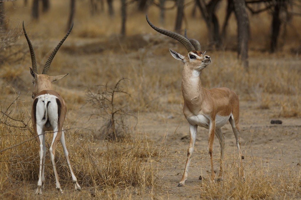 Bright's Gazelle (Nanger granti notata) - Know Your Mammals