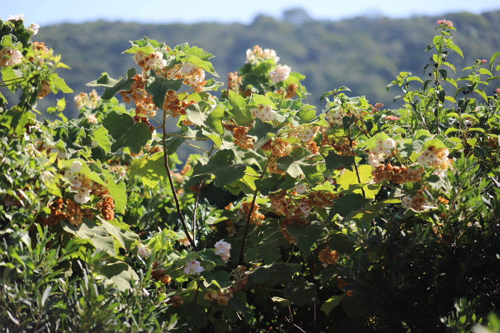 Pink Dombeya from Hlatikulu NR on April 26, 2026 at 09:51 AM by Suvarna ...