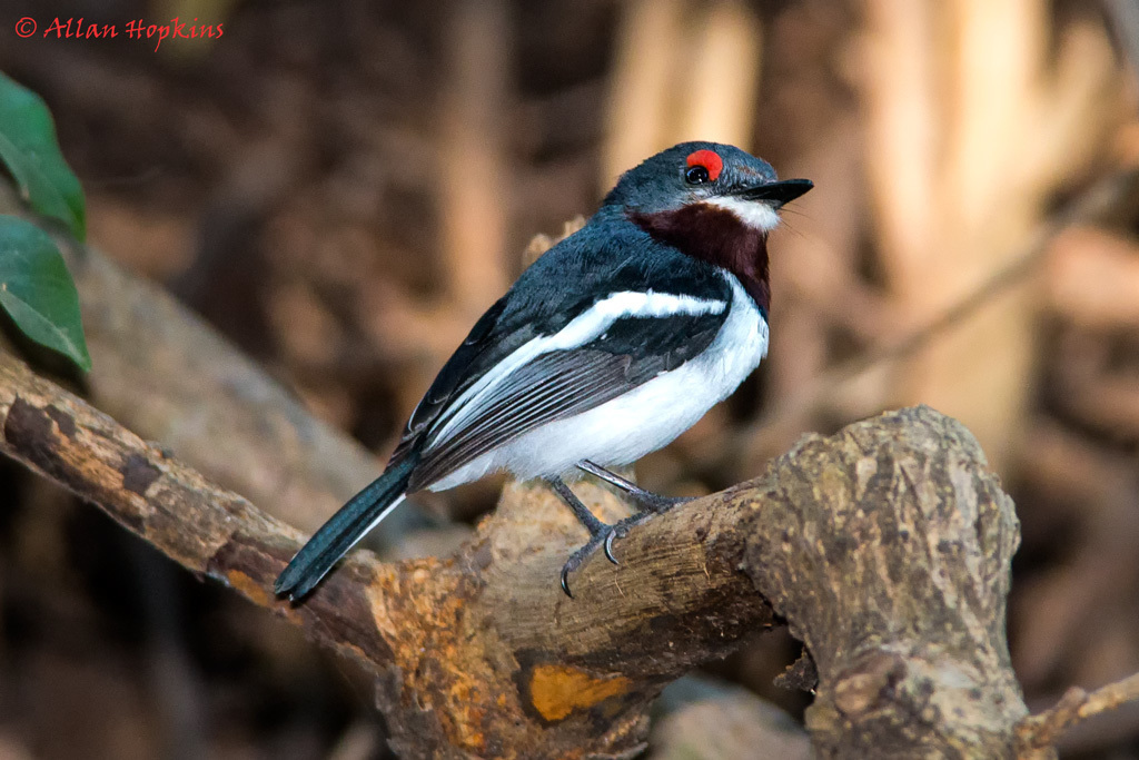 Brown-throated Wattle-eye (Birds of Kenya) · iNaturalist