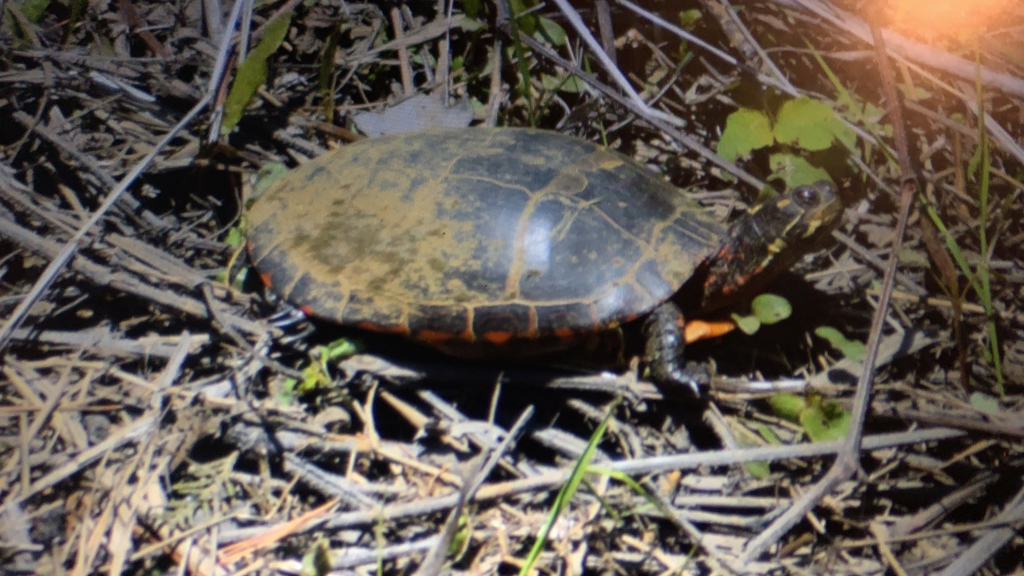 Painted Turtle from Georgetown on April 02, 2020 at 11:44 PM by ...