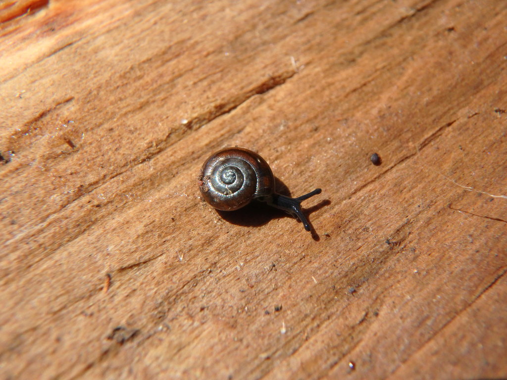 Gloss snails from Ontonagon County, MI, USA on April 02, 2020 at 02:58 ...