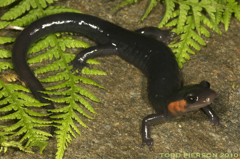 Appalachian Salamander (Great Smoky Mountains National Park - Reptiles ...