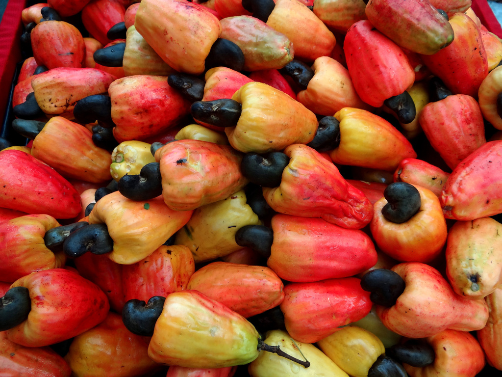 cashew (Anacardium occidentale) - Botanical Realm