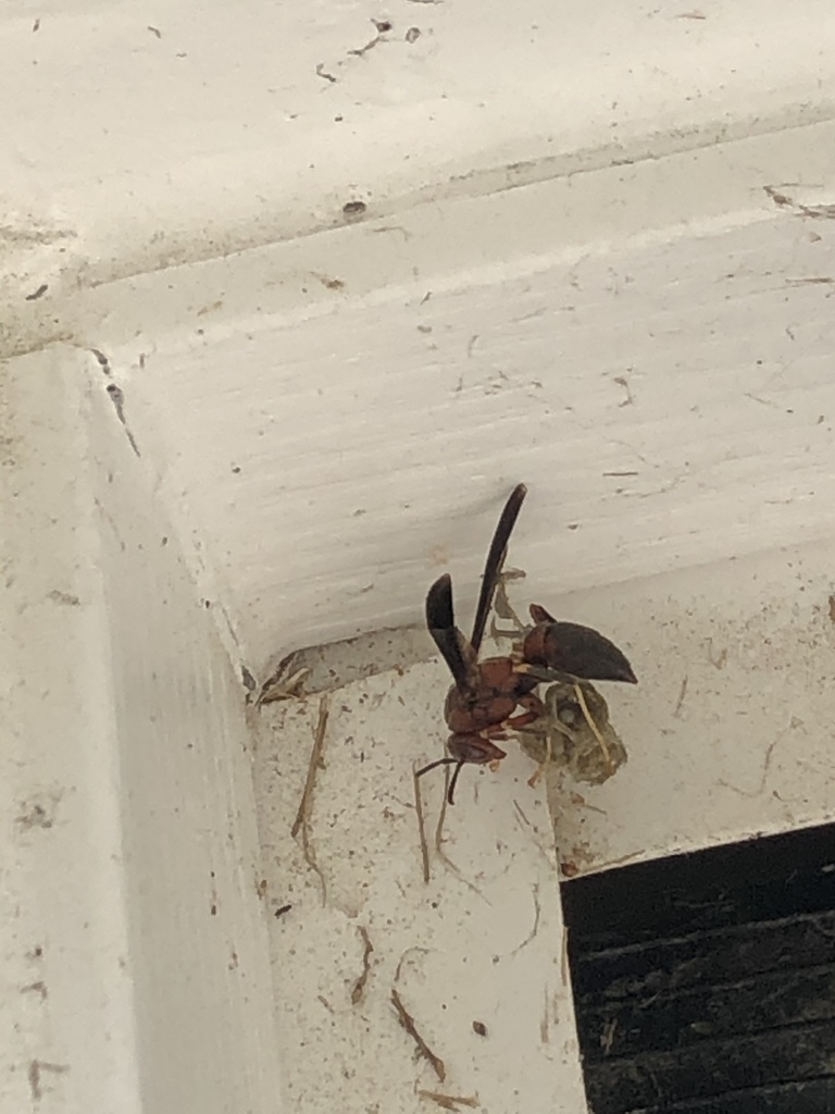 Metric Paper Wasp from Education Ave, Durham, NC, US on April 1, 2020 ...