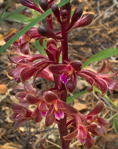 Hexalectris nitida · iNaturalist Mexico