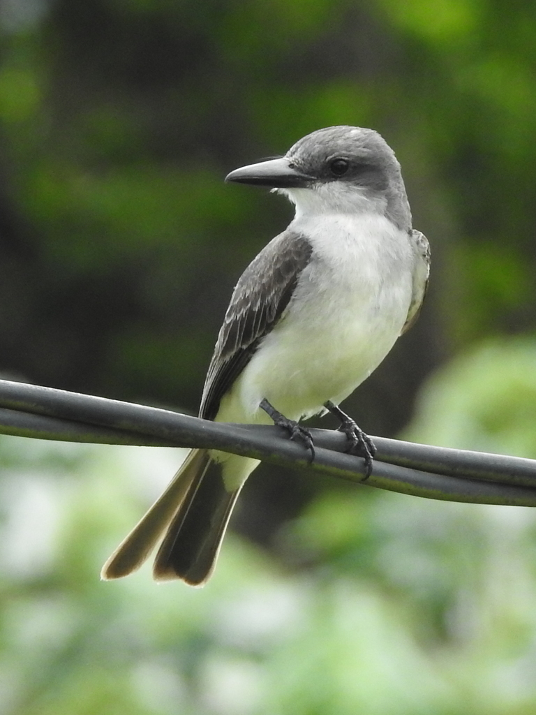 Gray Kingbird from Basse-Terre, Guadeloupe on June 12, 2019 at 01:02 PM ...