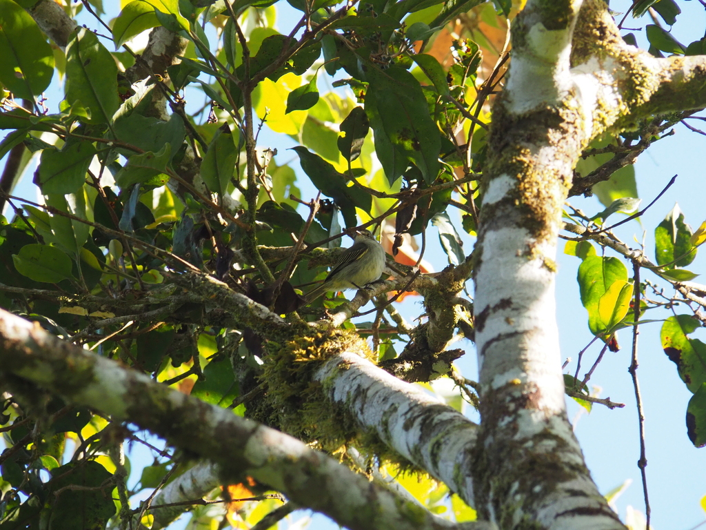 Mistletoe Tyrannulet from Las Cruces on January 31, 2026 at 07:14 AM by ...