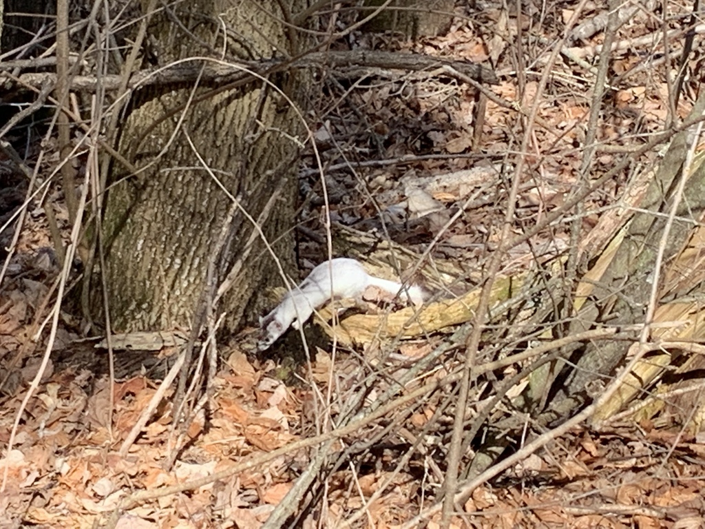 Weasels from 53080, Saukville, WI, US on April 2, 2020 at 03:23 PM by ...