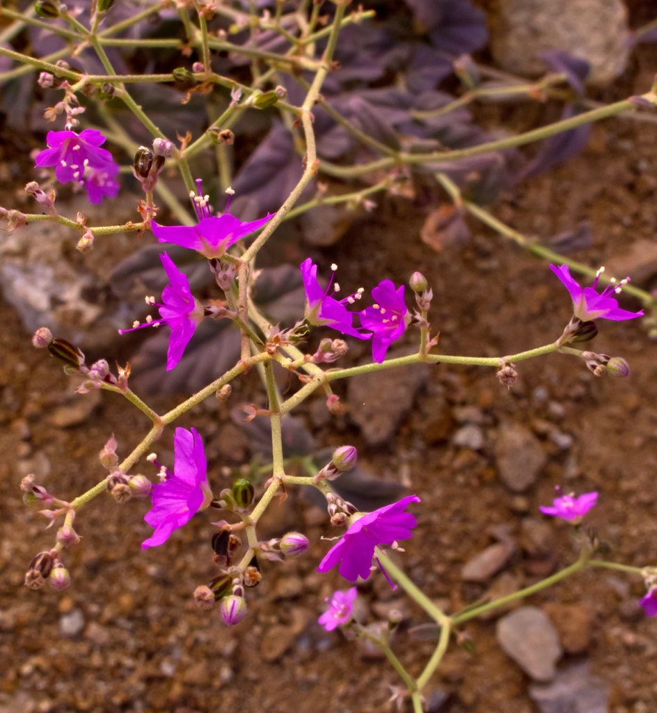 Narrowleaf Spiderling (Wildlife and Wildflowers of Texas - Plants Pt.2 ...